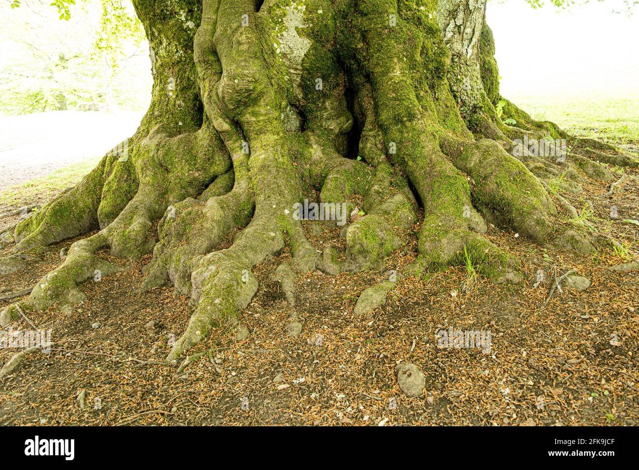 Small tree big roots hi-res stock photography and images - Alamy