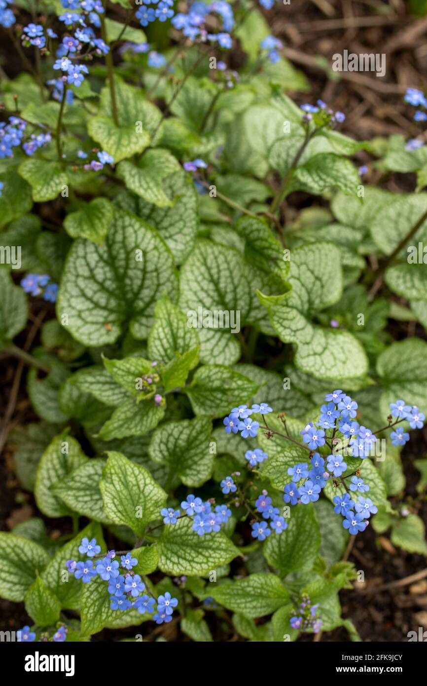Brunnera macrophylla - Jack Frost in flower, natural plant portrait ...