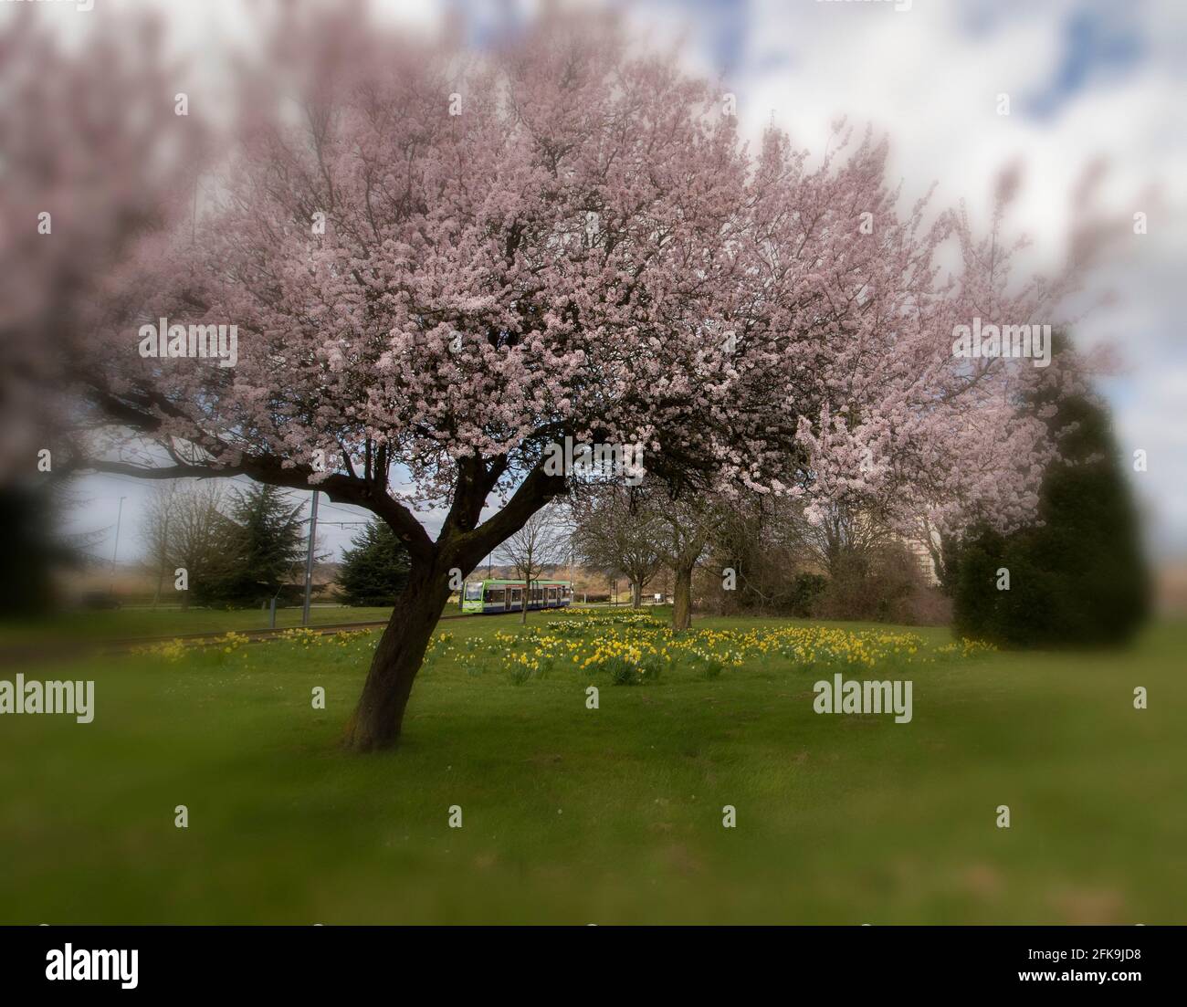 New Addington tram in springtime with ornamental cherry tree in blossom ...