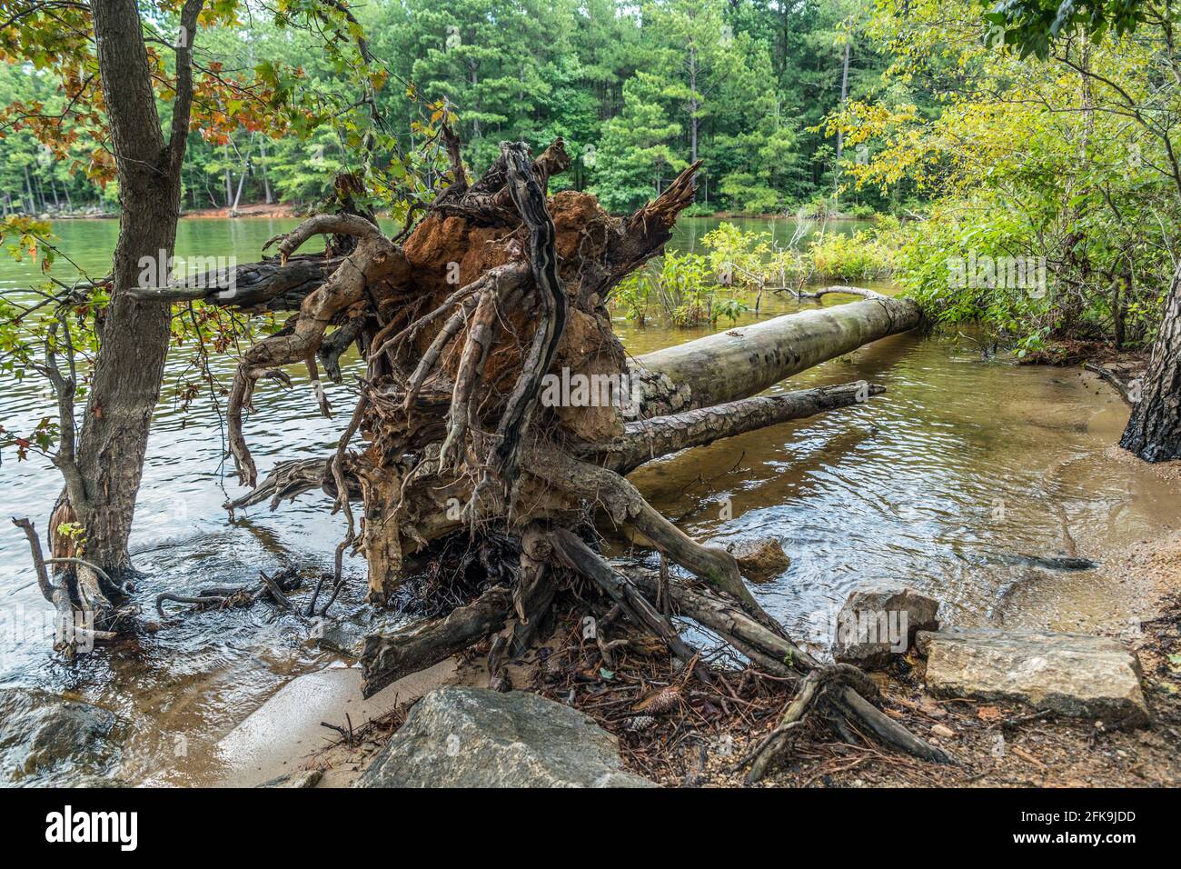 Full size pine tree uprooted and fallen into the lake at the shoreline ...