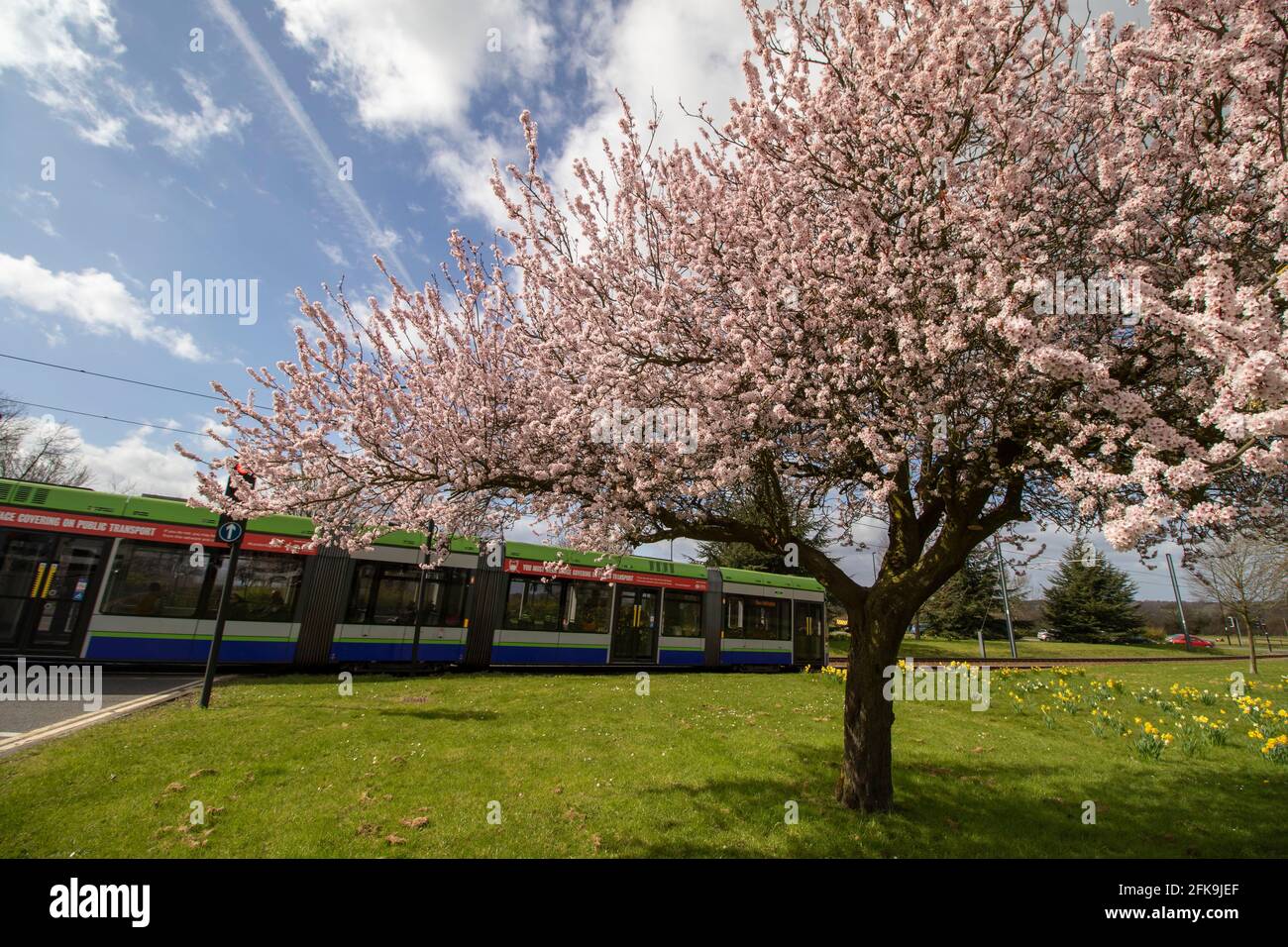 New Addington tram in springtime with ornamental cherry tree in blossom ...