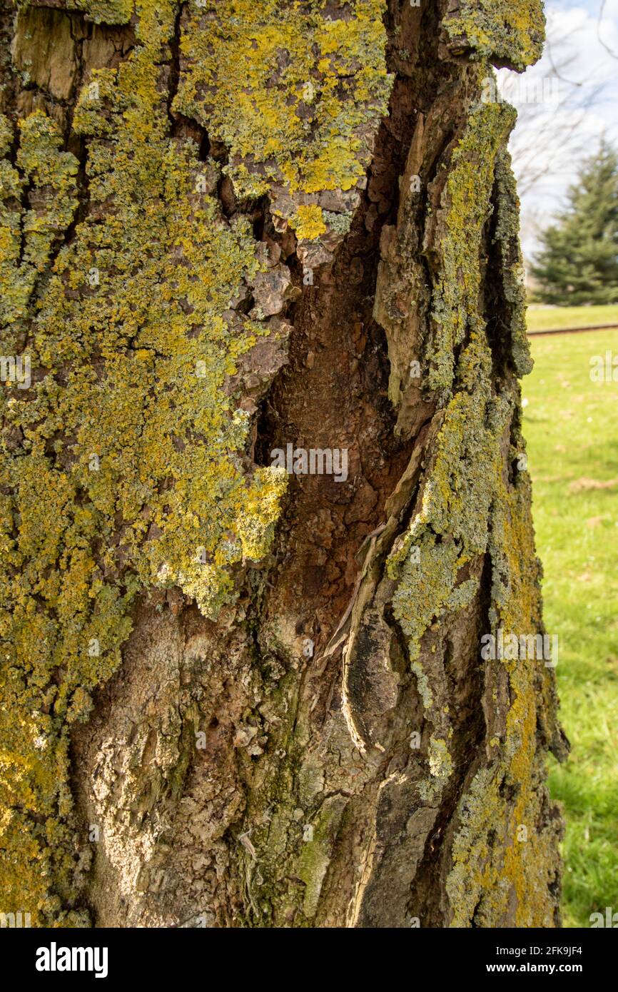 Abstract nature of peeling tree bark showing deep texture and colour ...