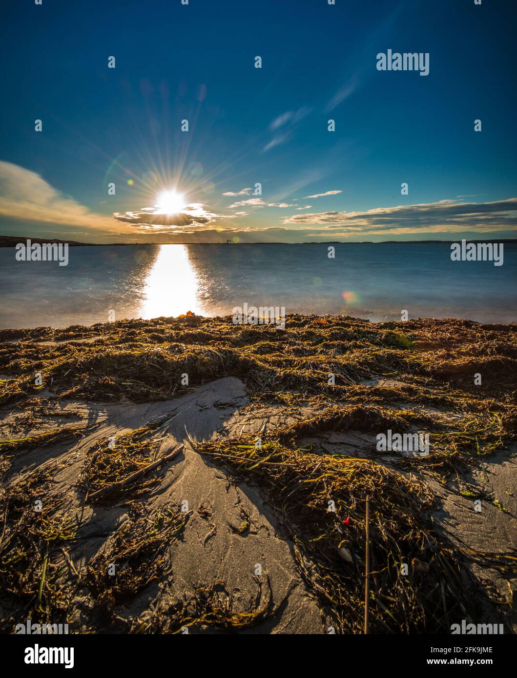 Wide angle photo of a sea weed on a sand beach in summer Stock Photo ...