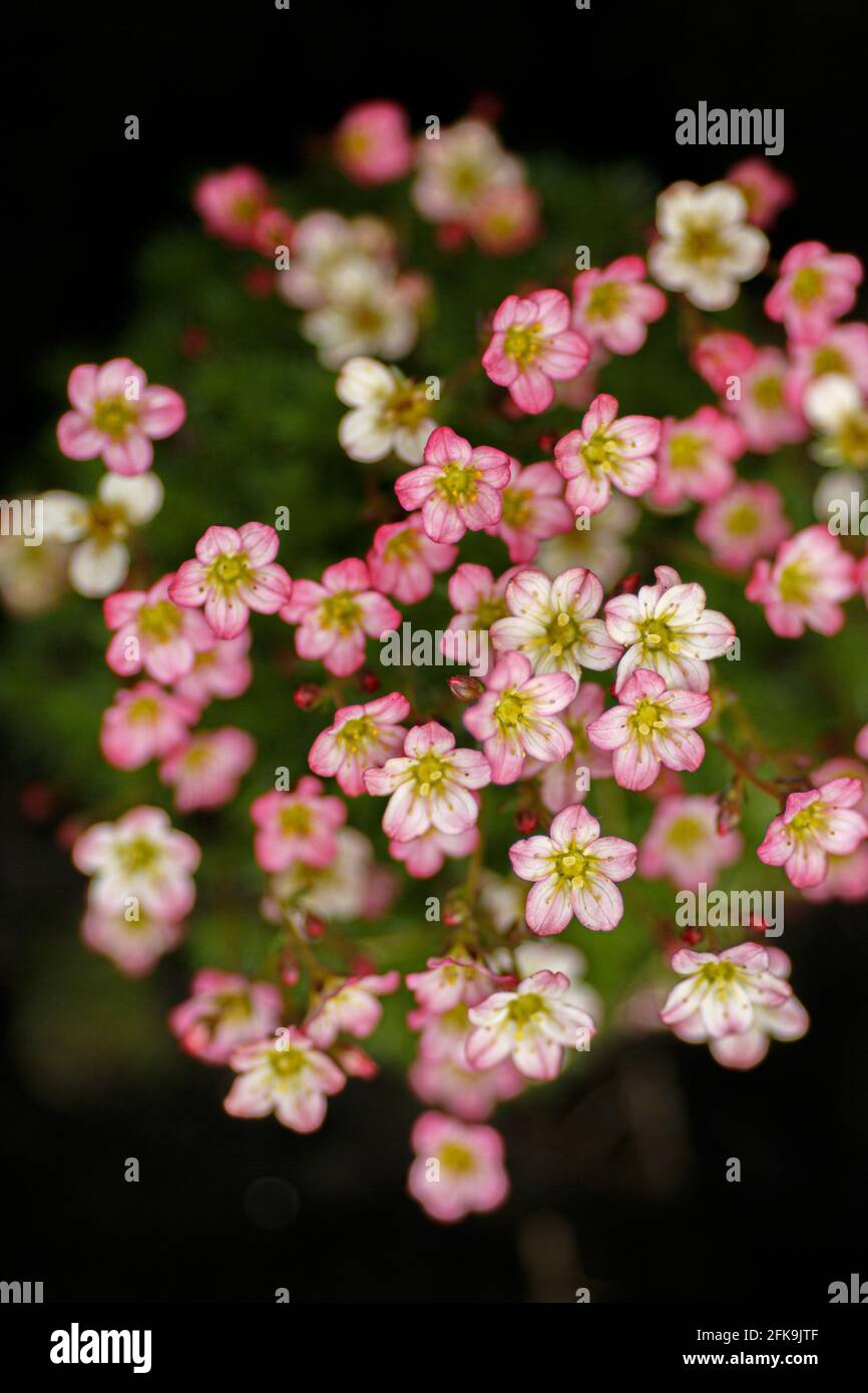 Saxifrages hi-res stock photography and images - Alamy