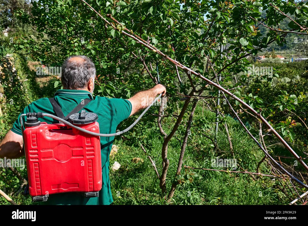 Gardener sprays an organic product on the trees in the garden with the ...