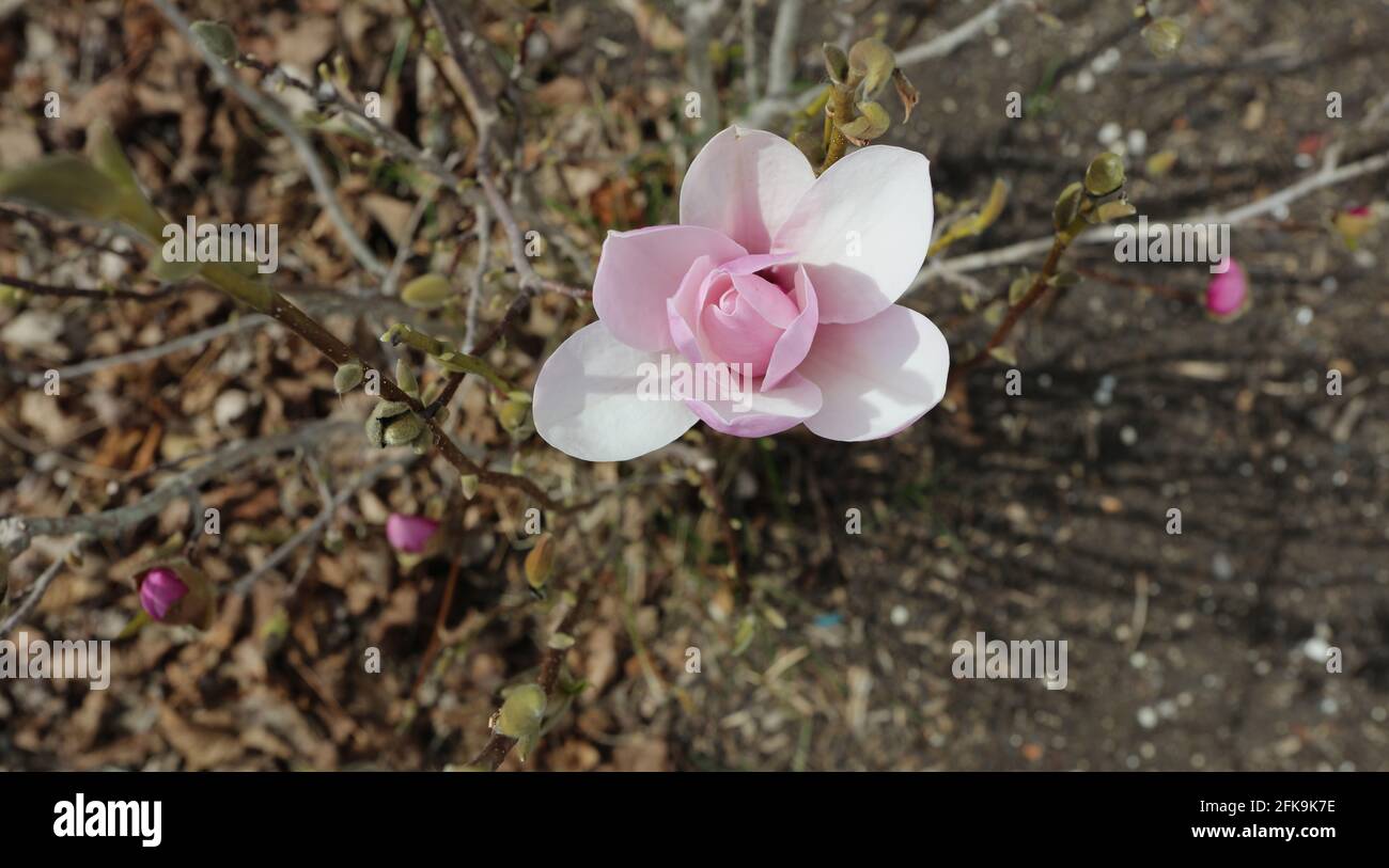A Leonard Messel Magnolia tree with pink flowers and buds in the spring ...