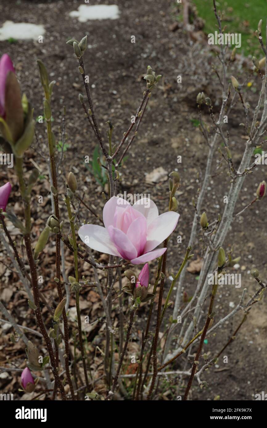 A Leonard Messel Magnolia tree with pink flowers and buds in the spring ...