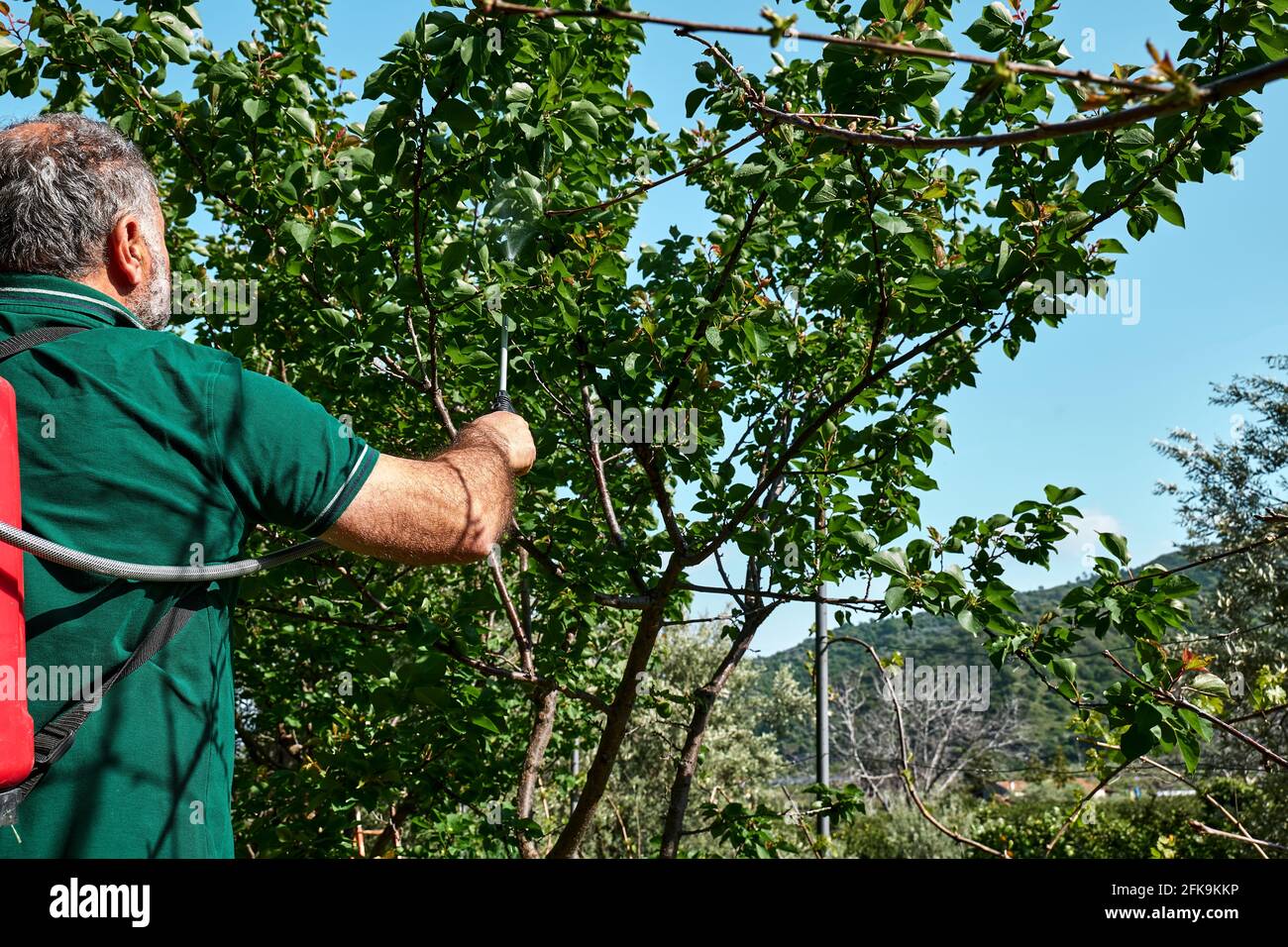 Gardener sprays an organic product on the trees in the garden with the ...