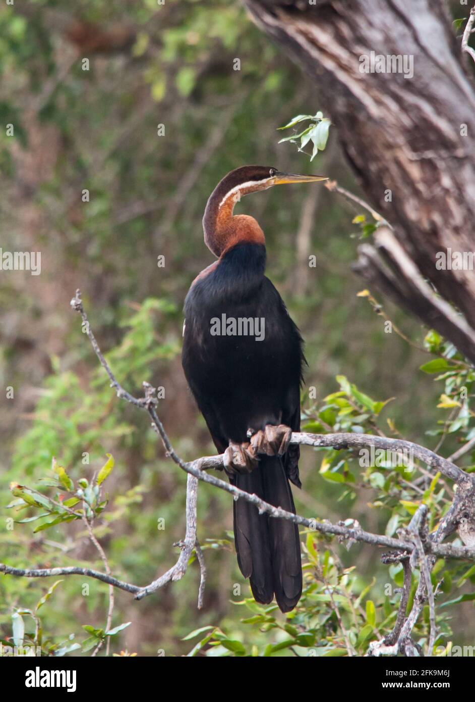 African Darter Anhinga rufa 10742 Stock Photo - Alamy