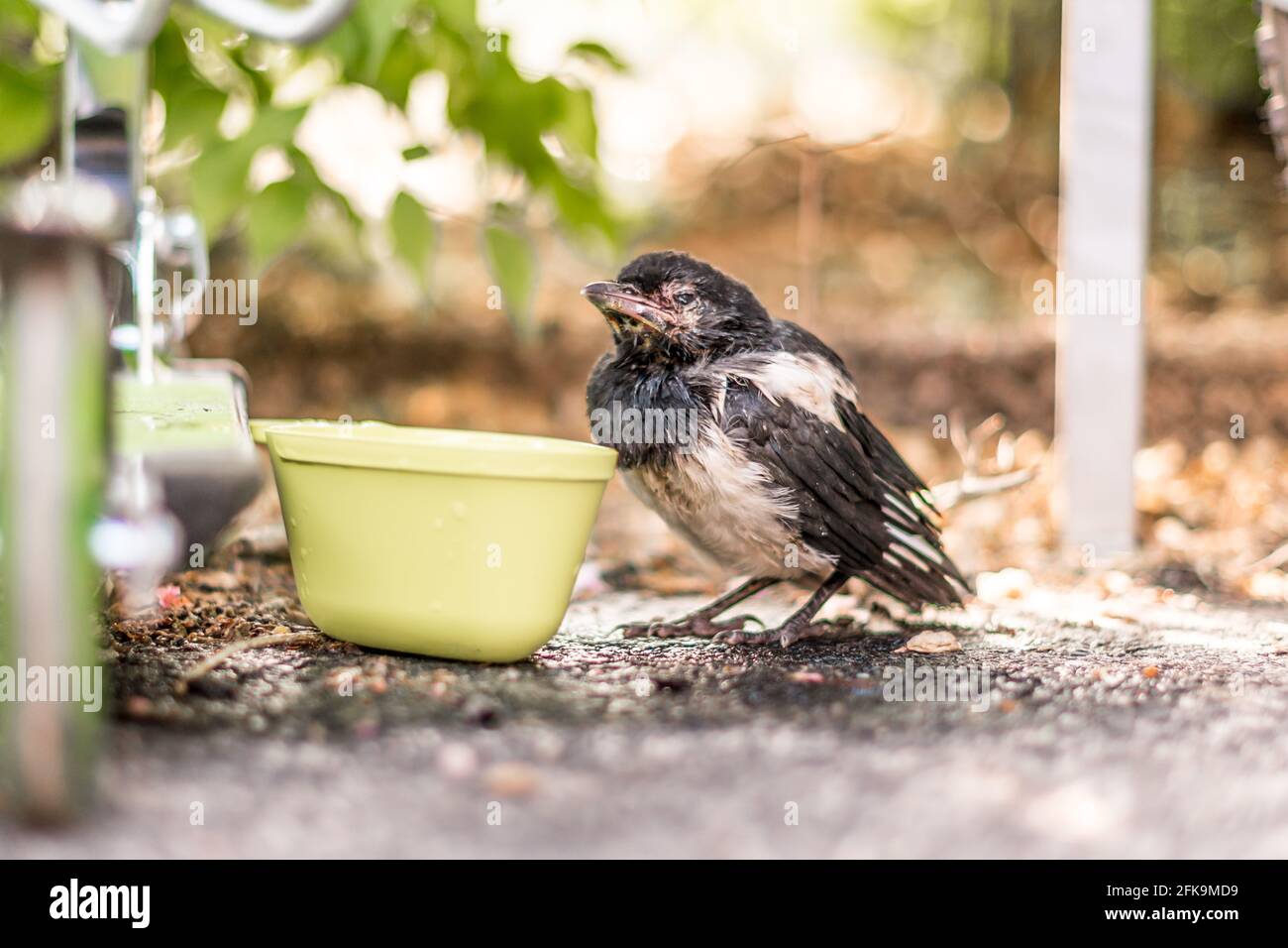 Sick bowl hi-res stock photography and images - Alamy