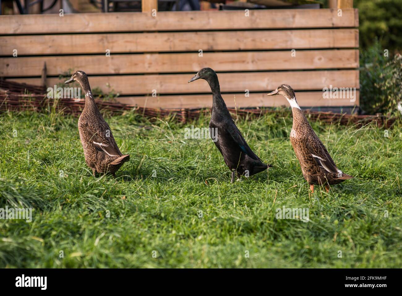 Three ducks walking in line in the grass Stock Photo - Alamy
