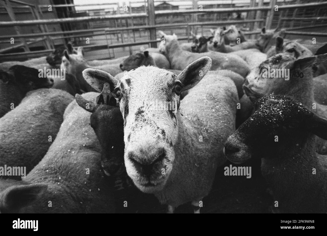 CATTLE MARKET sheep Stock Photo - Alamy
