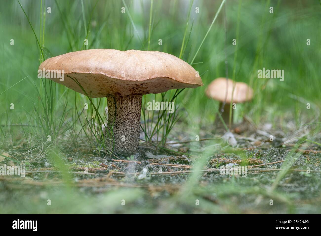 Scenic closeup view of gowing big tasty edible cep mushroom in wild ...