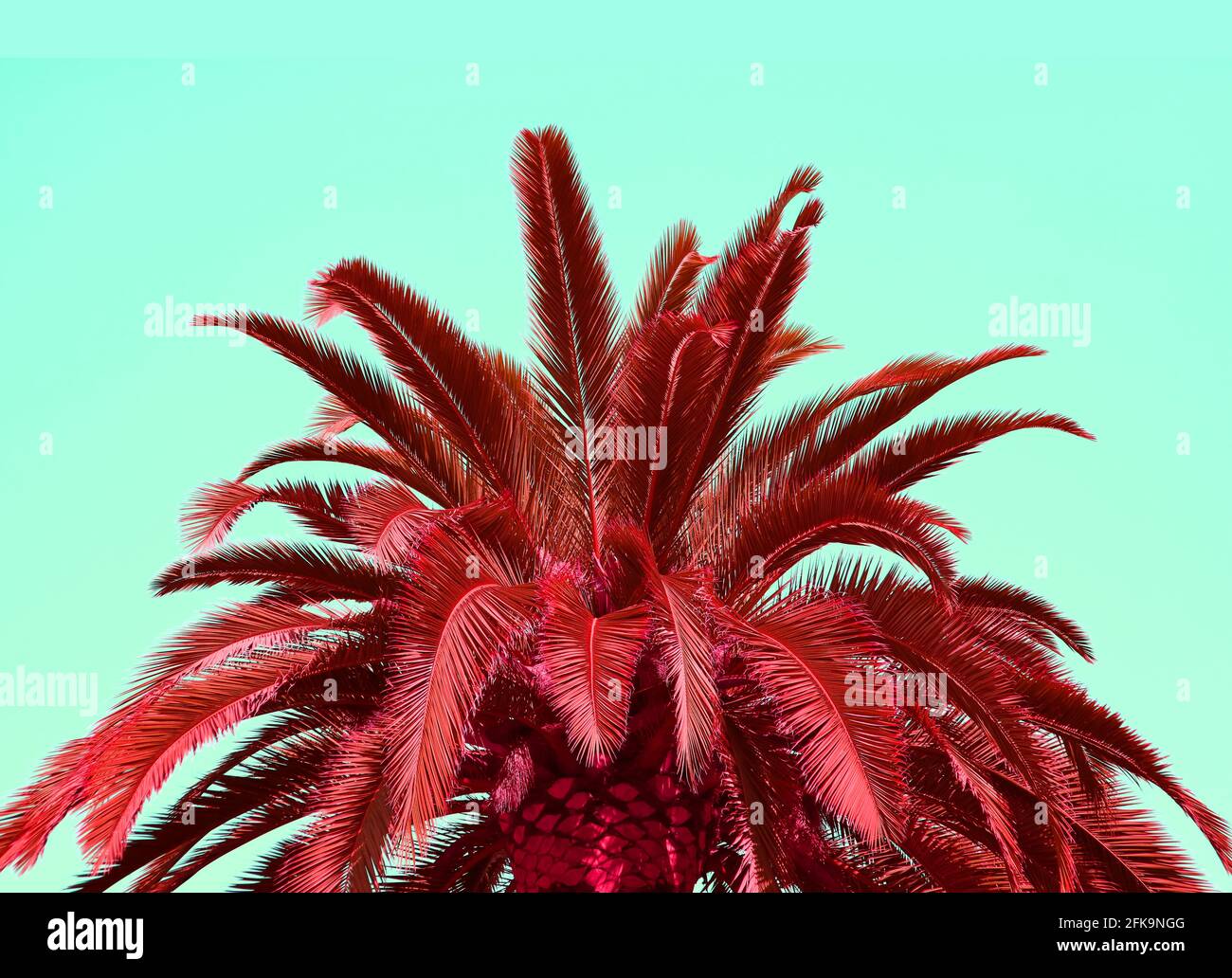 Pop Art Surreal Style Ruby Red Palm Tree Foliage on Seafoam Green ...