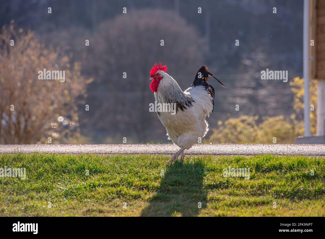 A rooster walking on a lawn Stock Photo - Alamy