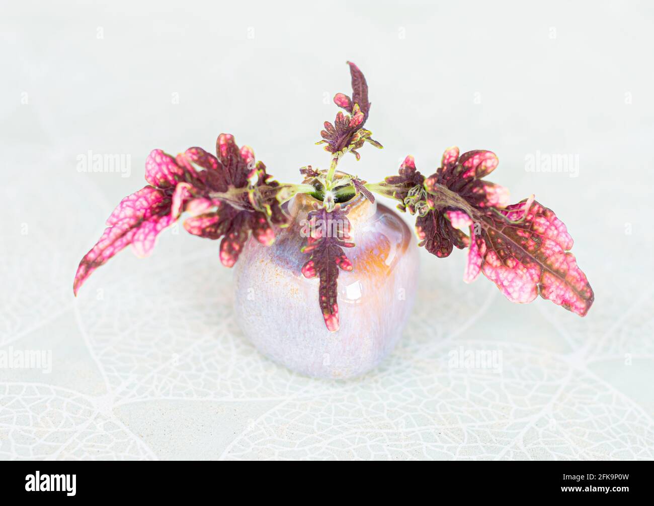 Small and colorful Coleus plant Plectranthus scutellarioides Stock ...