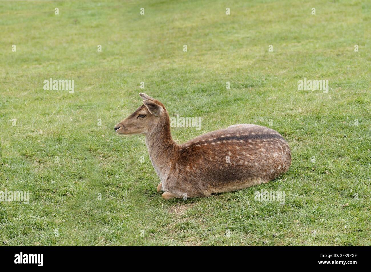 Side view of a cute female fallow deer sitting on grass Stock Photo - Alamy