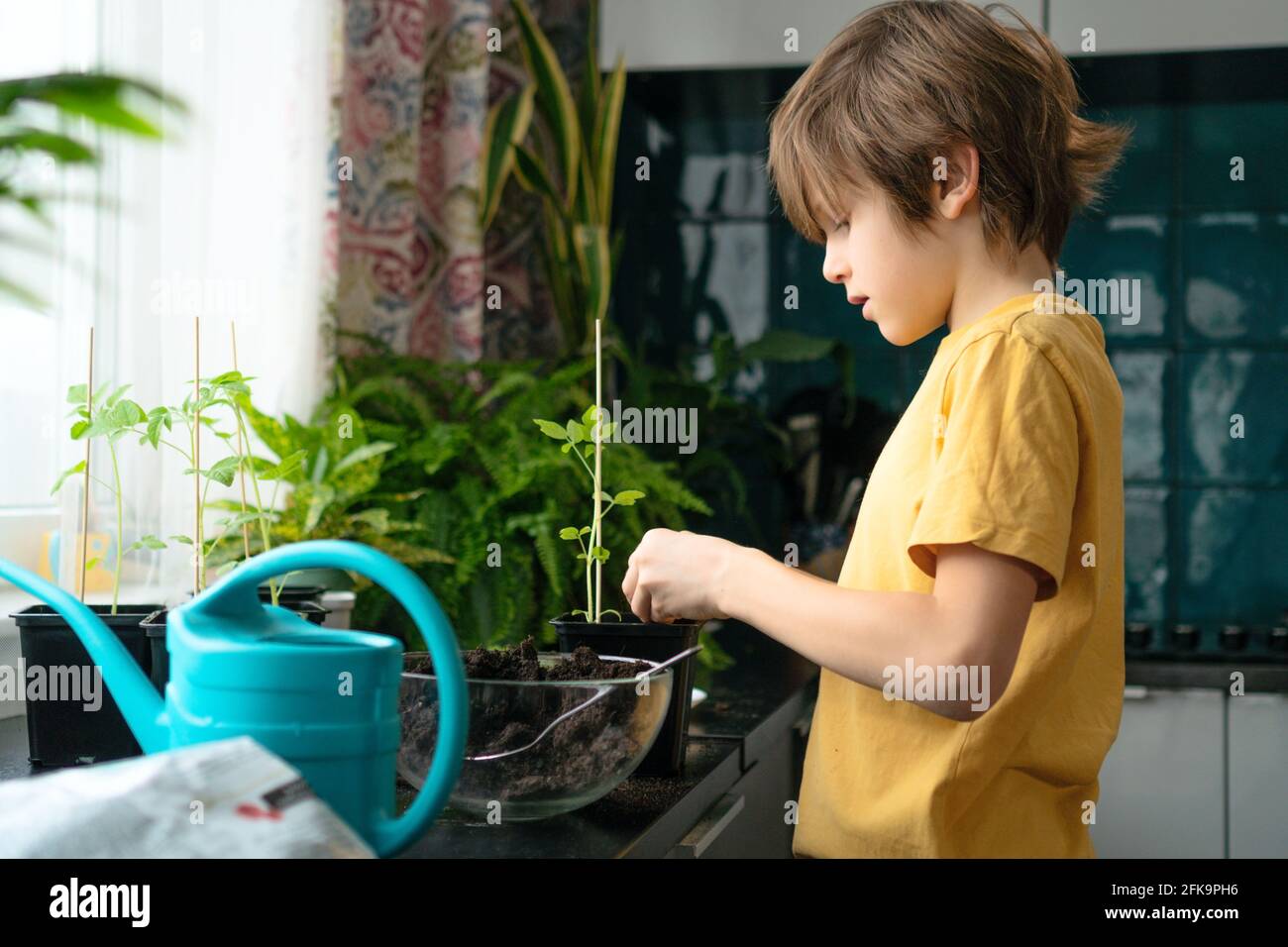 Little boy planting seedlings at home. An independent child is busy ...