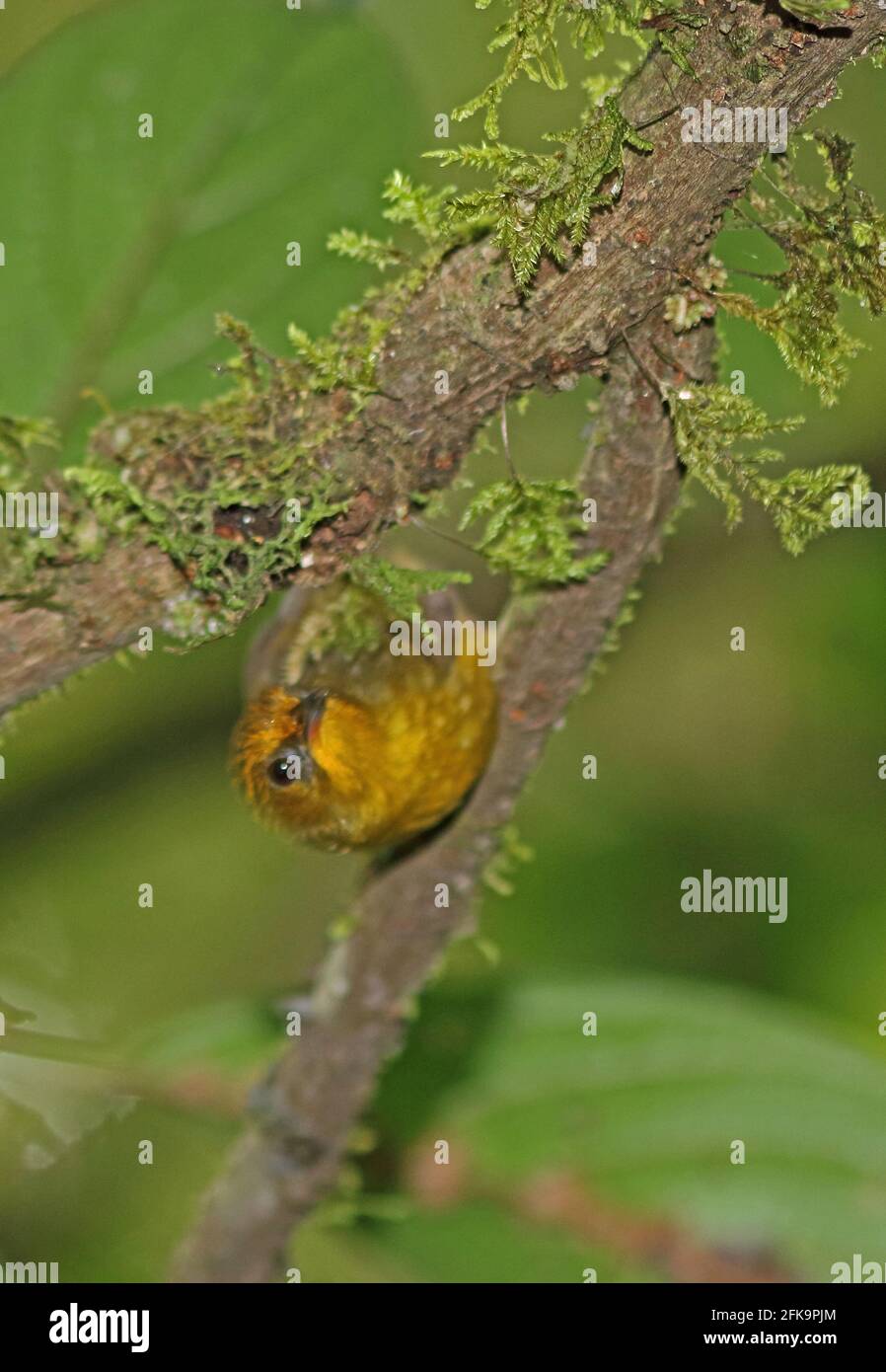 Stachyridopsis chrysaea hi-res stock photography and images - Alamy