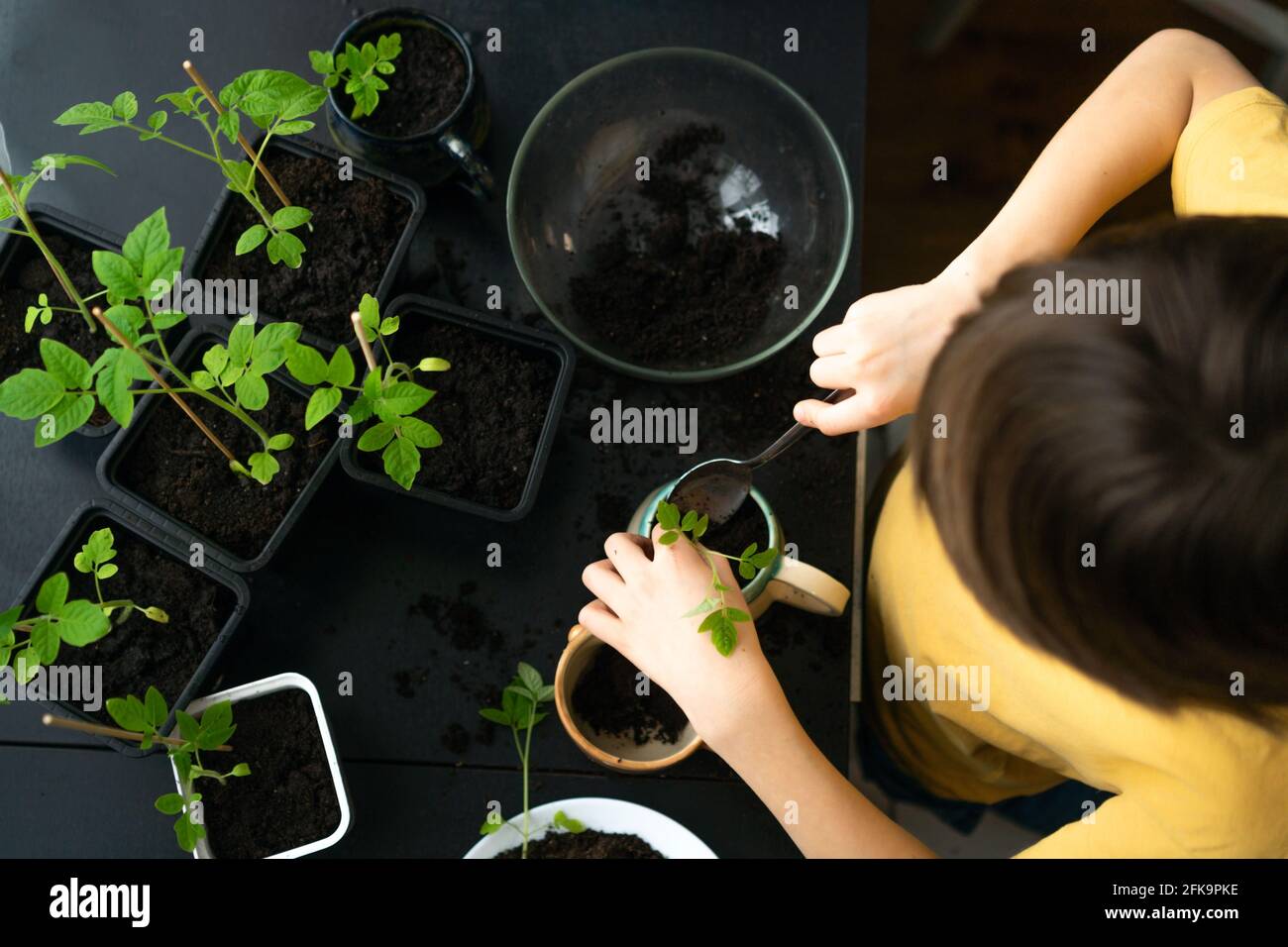 Little boy planting seedlings at home. An independent child is busy ...