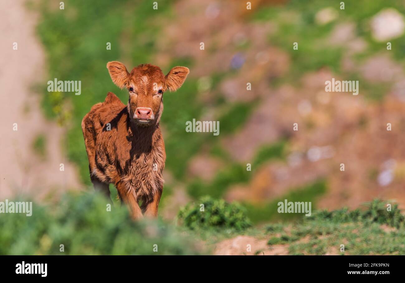Cow calf posing in front of the camera Stock Photo - Alamy