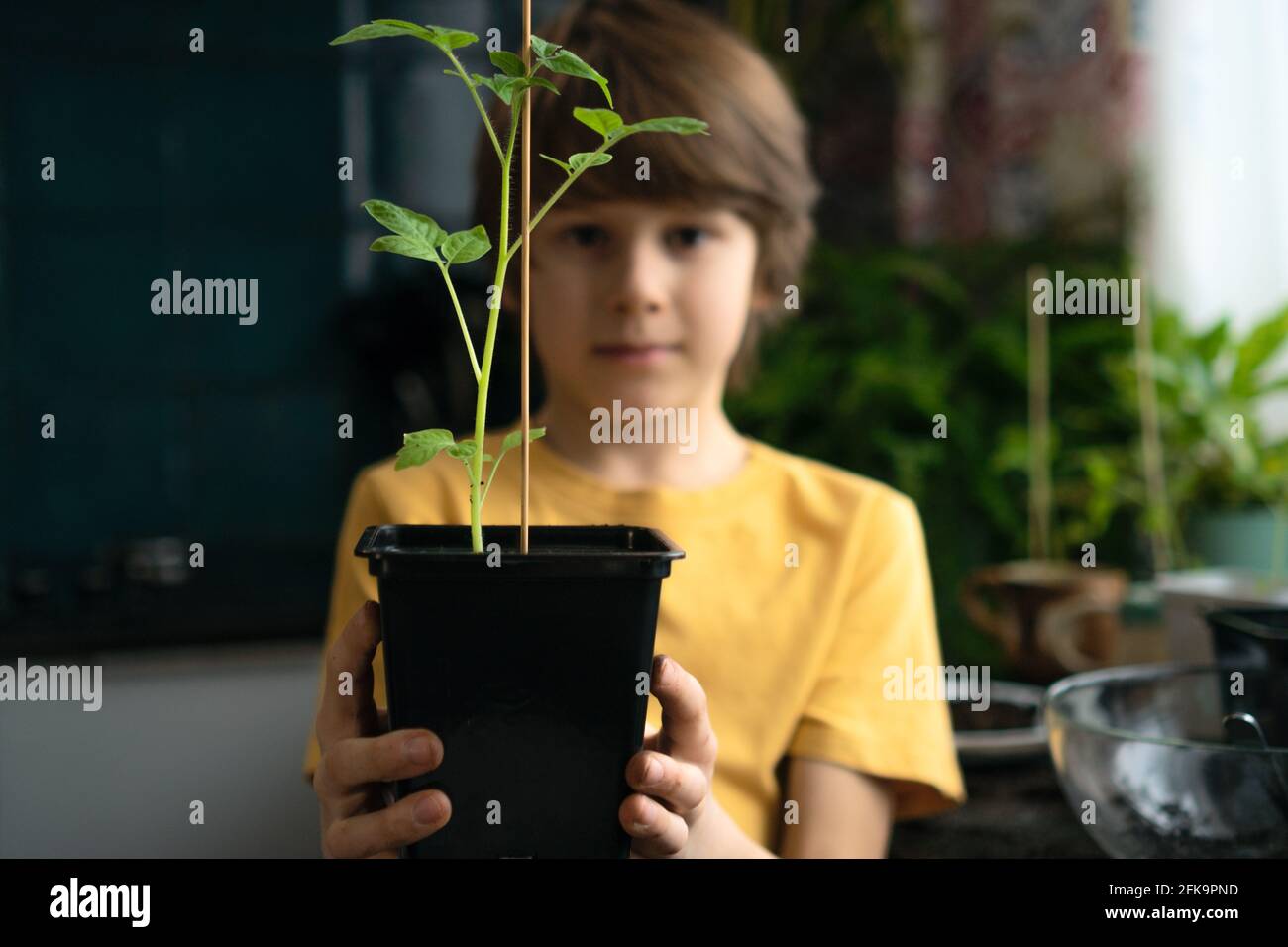 Little boy planting seedlings at home. An independent child is busy ...