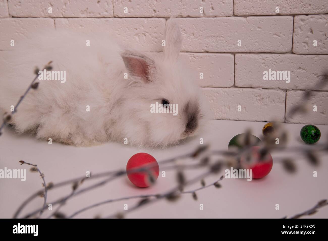White fluffy rabbit lies and colorful eggs. Willow twigs on a white ...