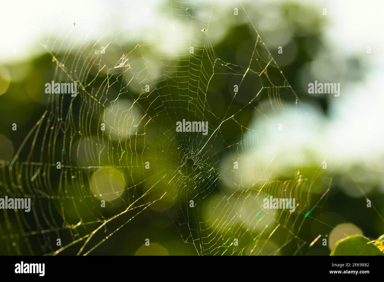 Sunlight through spider web hi-res stock photography and images - Alamy