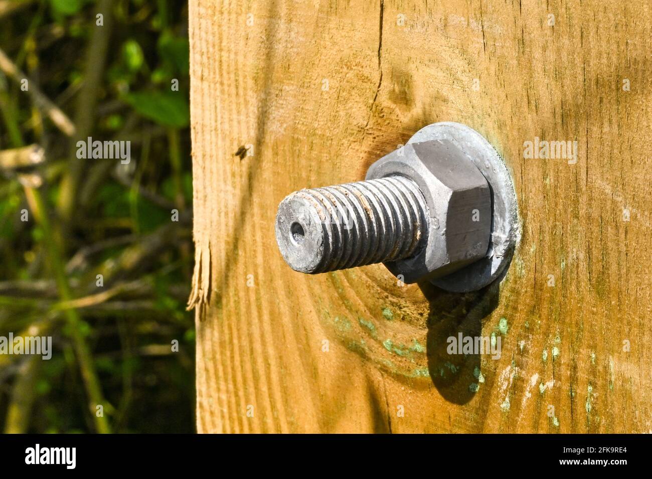Large nut hi-res stock photography and images - Alamy