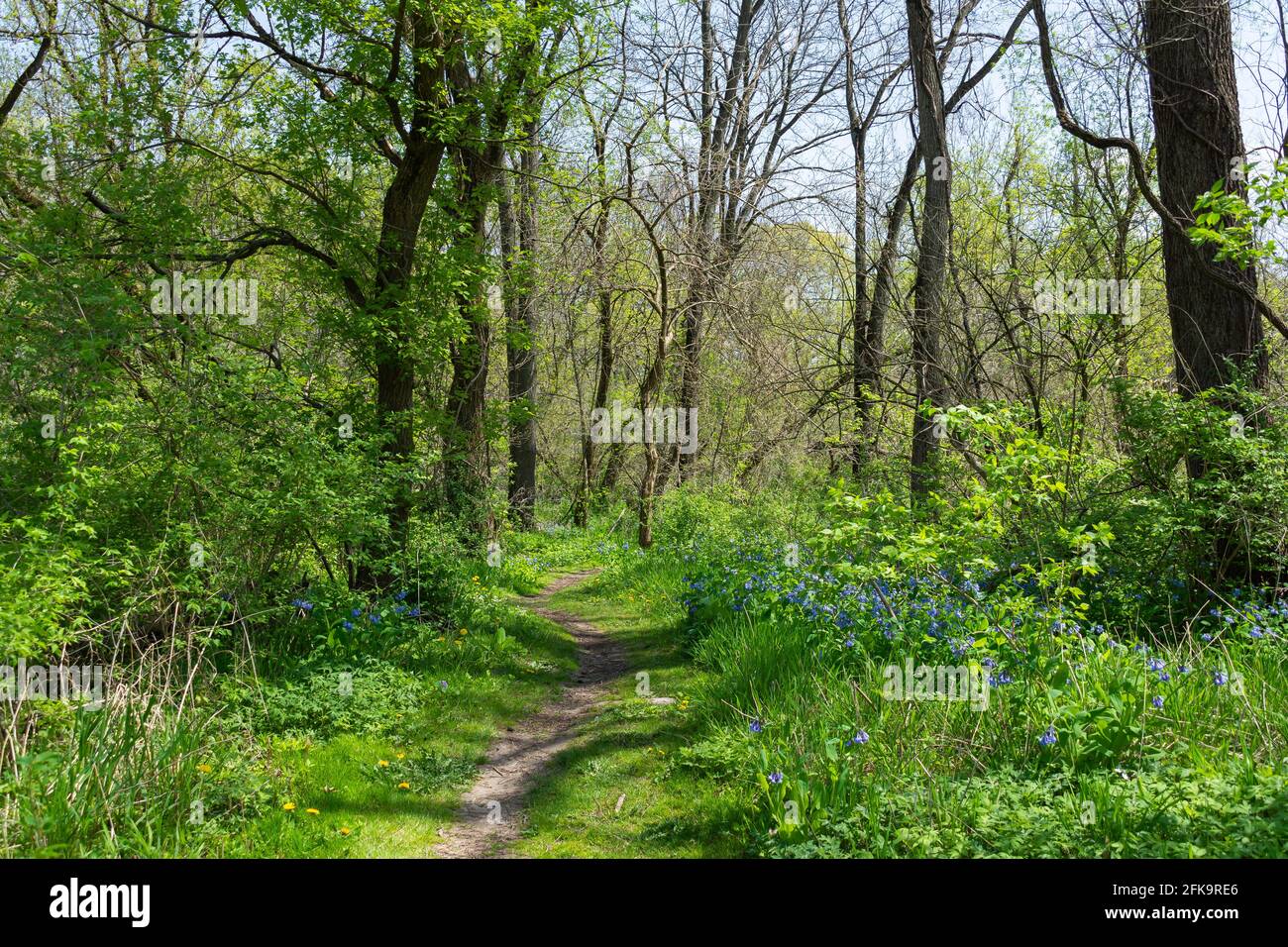 Hiking trail through the woodlands on a beautiful Spring morning ...
