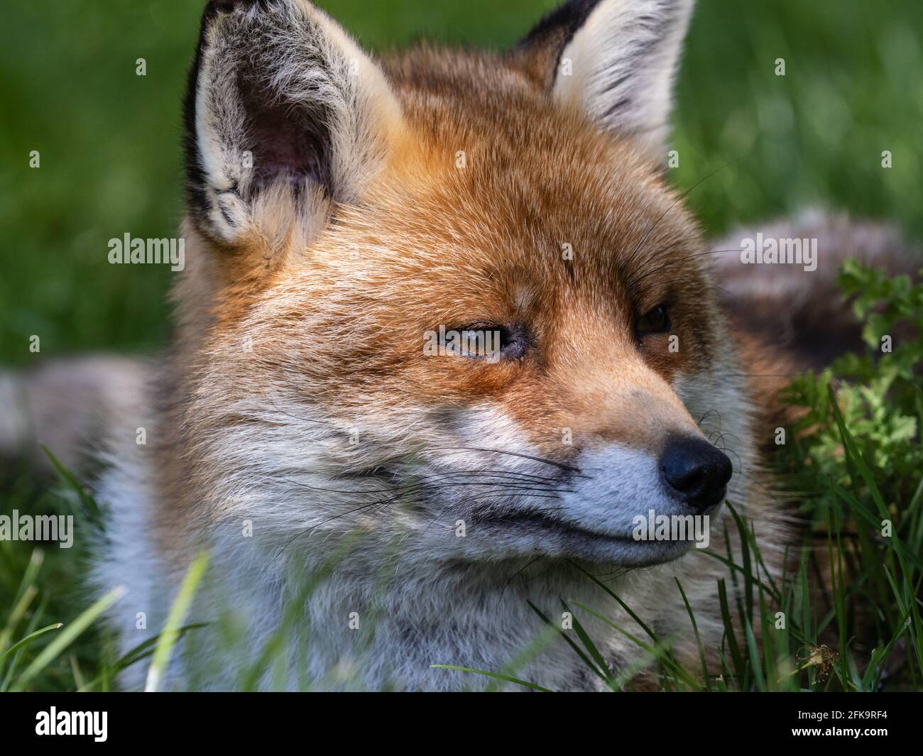 Red Fox Close-up in a Meadow Stock Photo - Alamy