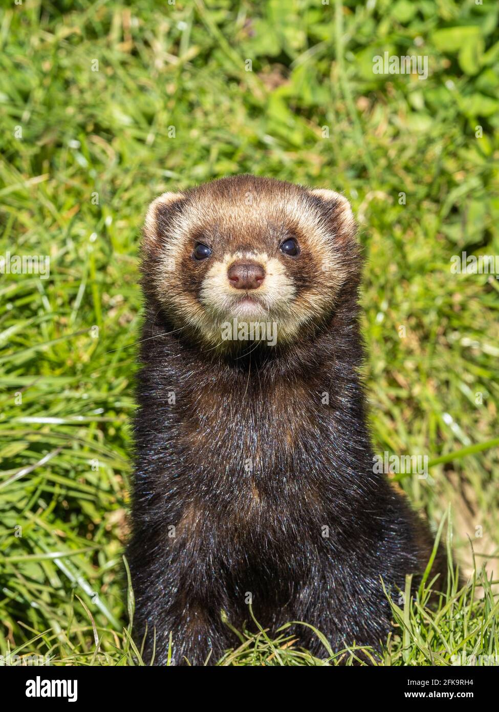 Polecat portrait hi-res stock photography and images - Alamy