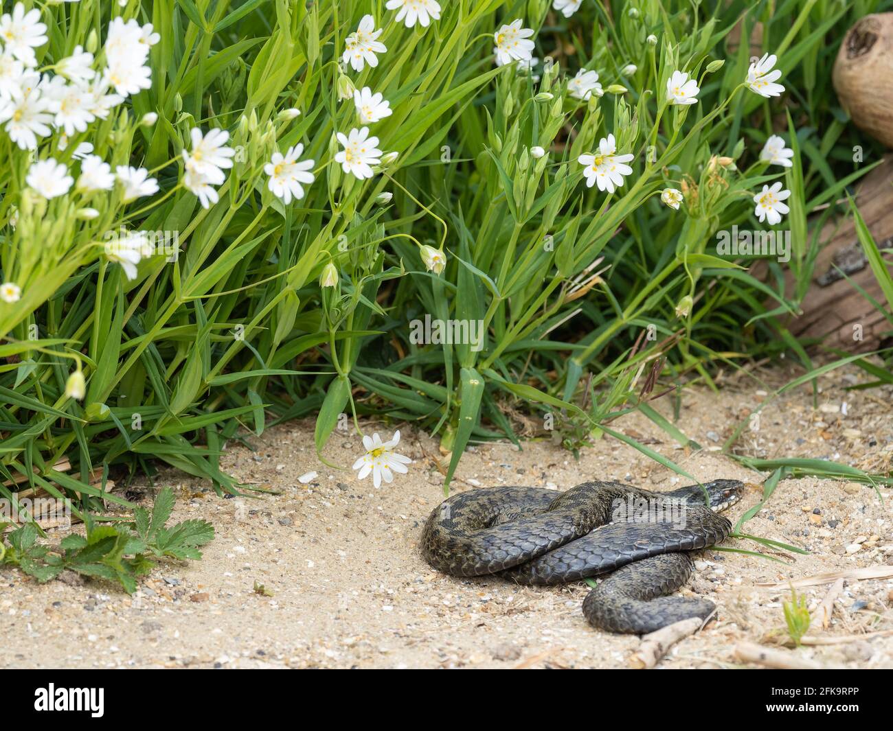 Eurasian snake hi-res stock photography and images - Alamy