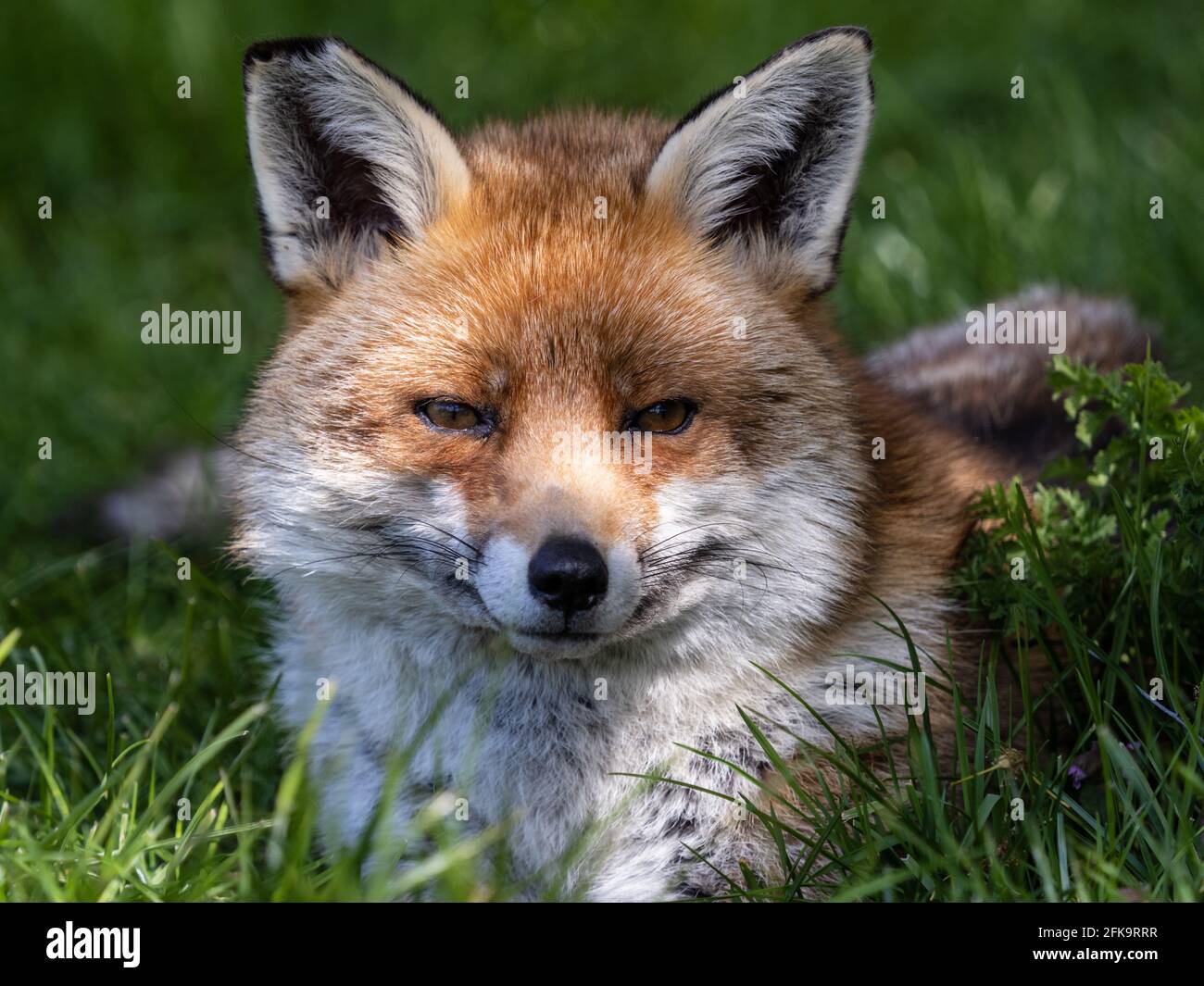 Red fox close up hi-res stock photography and images - Alamy