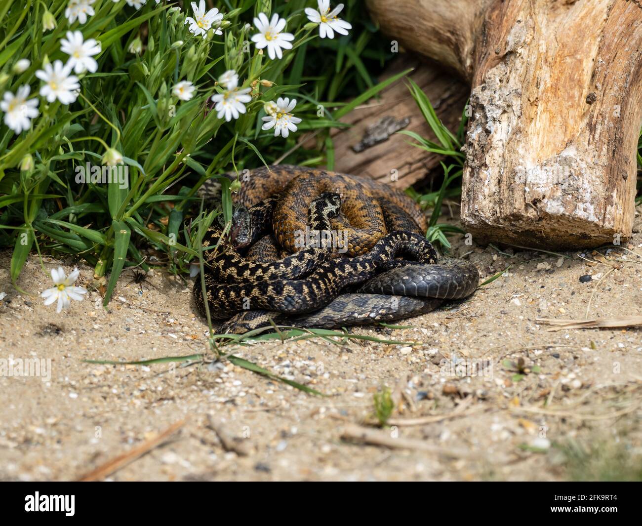 Adder Snakes Coiled Up Stock Photo - Alamy