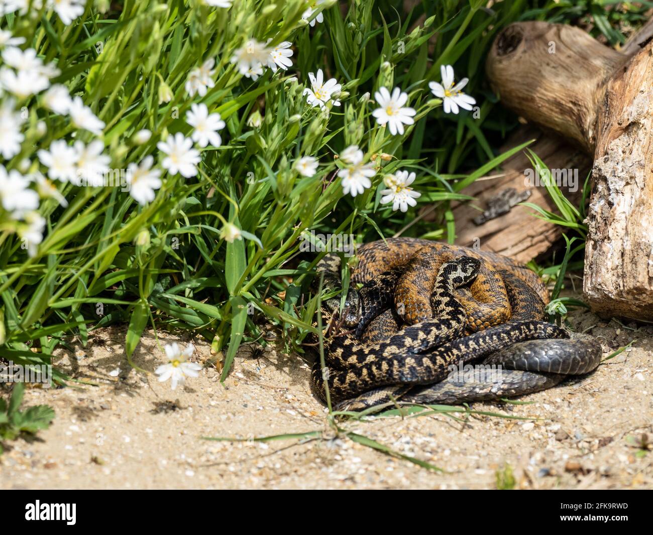 Adder Snakes Coiled Up Stock Photo - Alamy