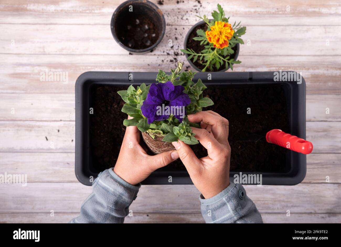 Transplanting process hi-res stock photography and images - Alamy