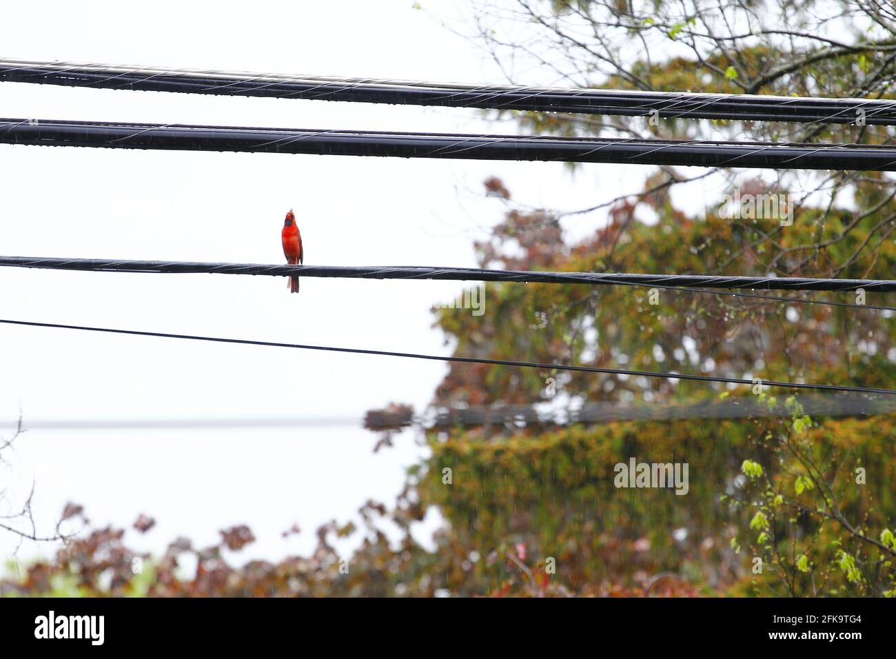 Cardinal Bird on Utility Line Stock Photo - Alamy