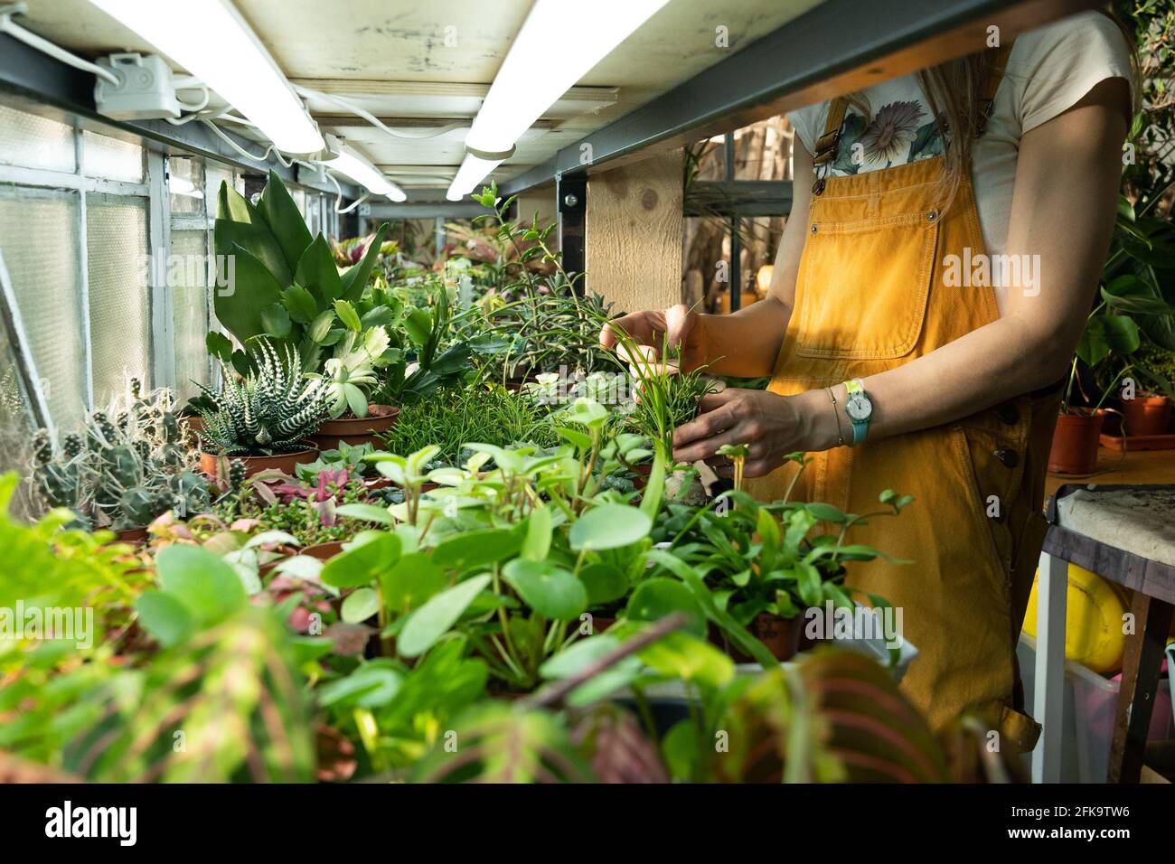Closeup of female florist caring for plant nursery with little ...
