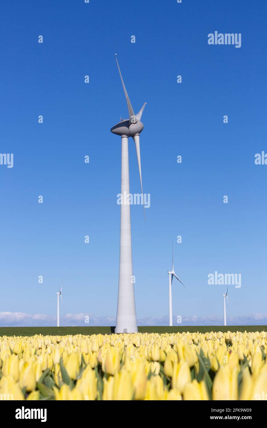 yellow tulips and wind turbines under blue sky in the netherlands Stock ...