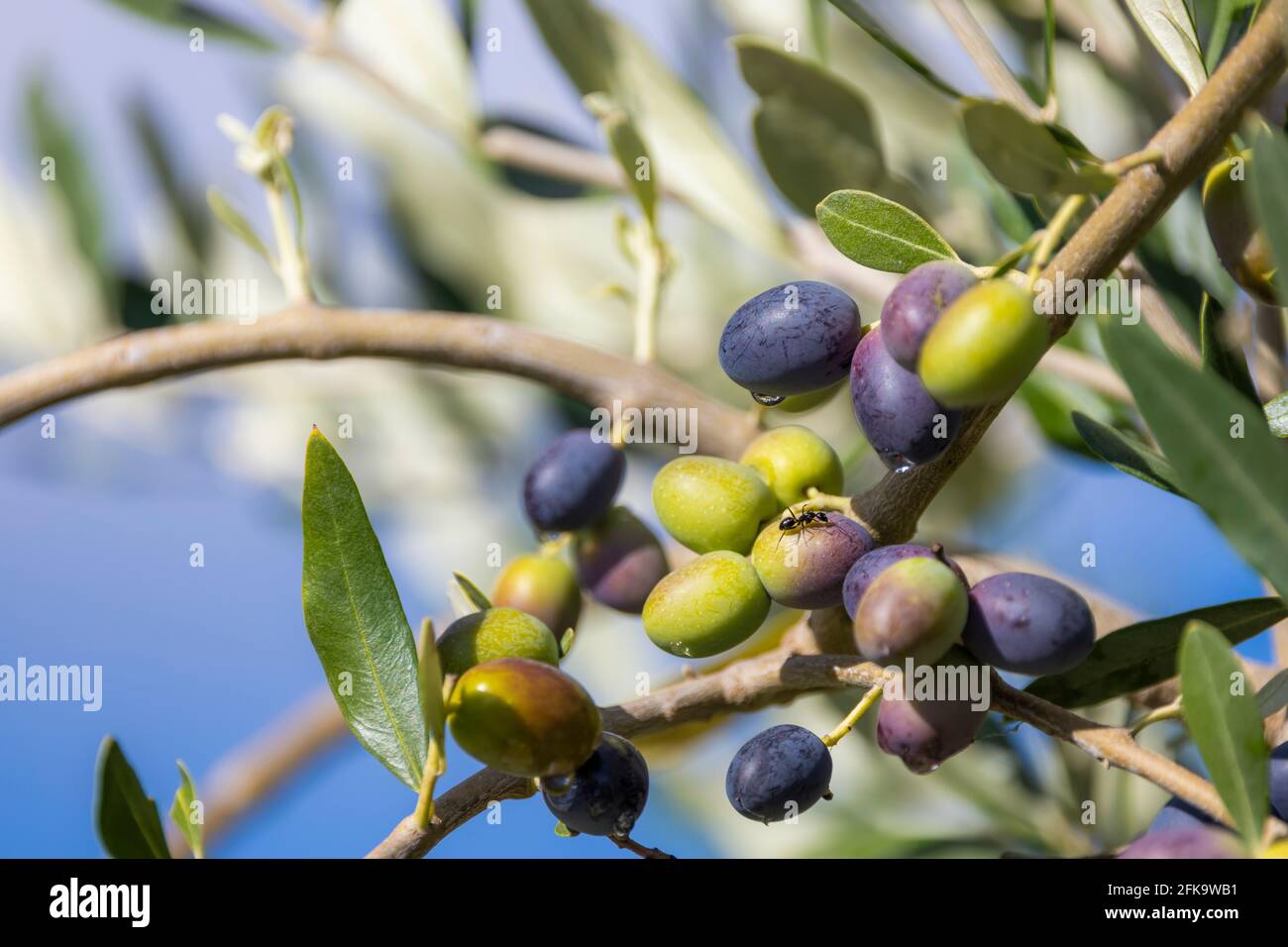 Tuscan olive tree, olives in various stages of ripening, soft focus ...