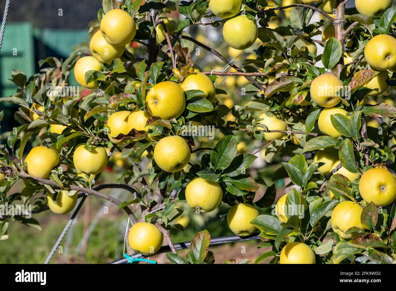 Apple orchard in Aica, South Tyrol, Italy Stock Photo - Alamy