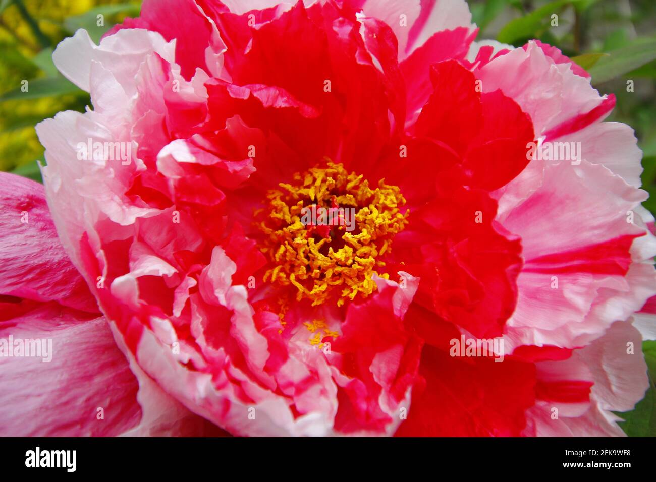Peony candy stripe hi-res stock photography and images - Alamy