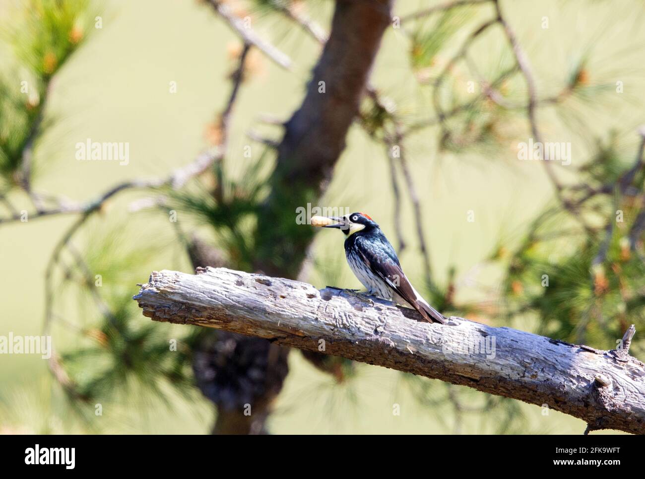Acorn Woodpecker Female with Acorn Stock Photo - Alamy