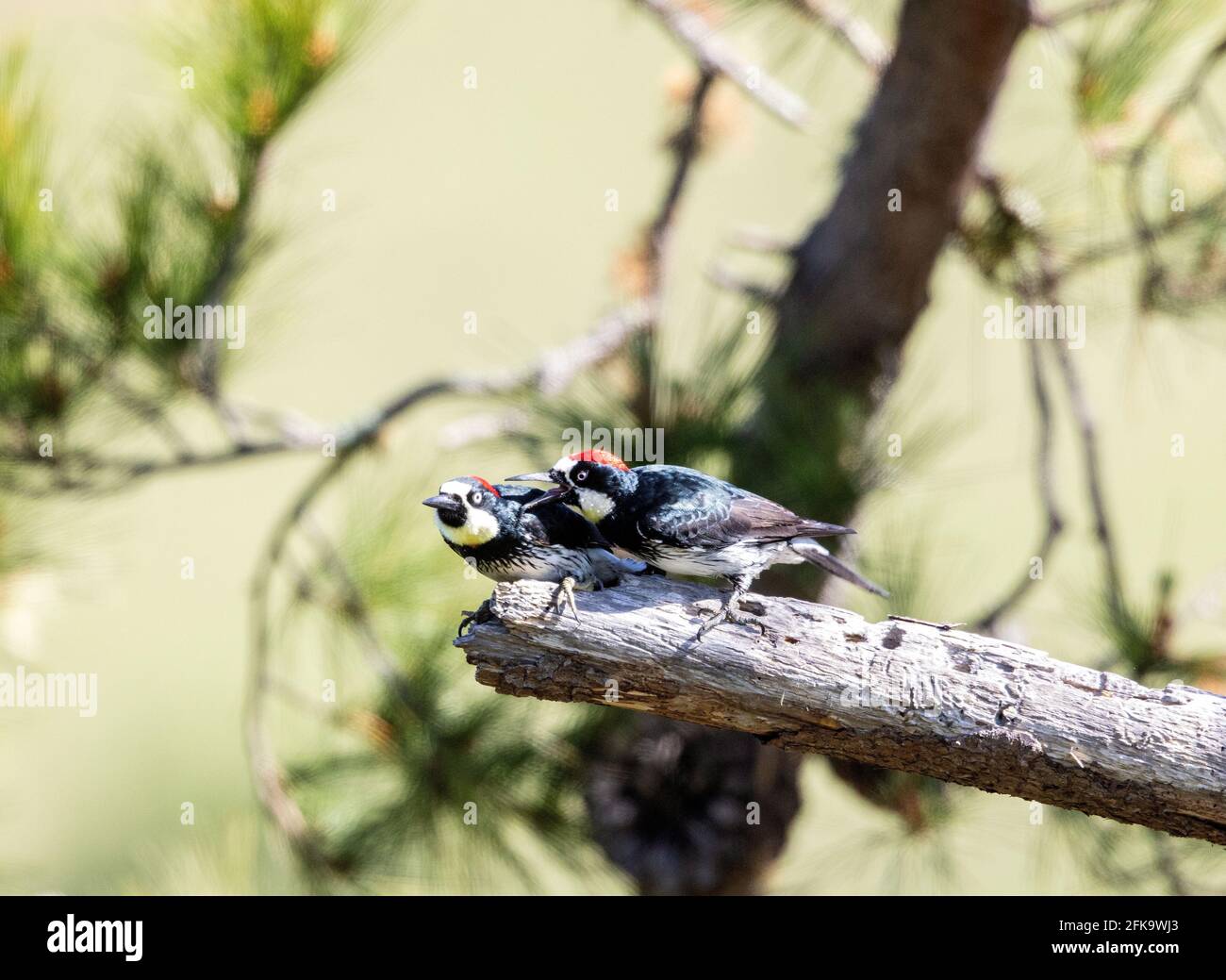 Acorn Woodpeckers male and female Stock Photo - Alamy