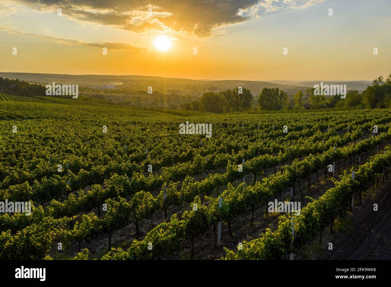 Beautiful sunset over green hills with cultivated vines, Cricova ...