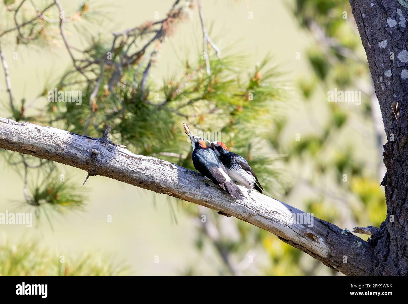 Acorn Woodpeckers Male Female and Acorn Stock Photo - Alamy