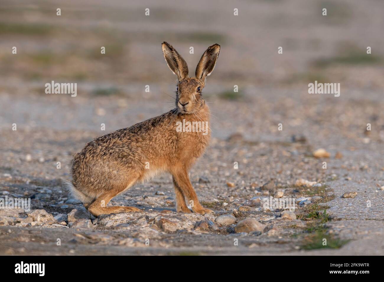 Stoney Ground High Resolution Stock Photography and Images - Alamy