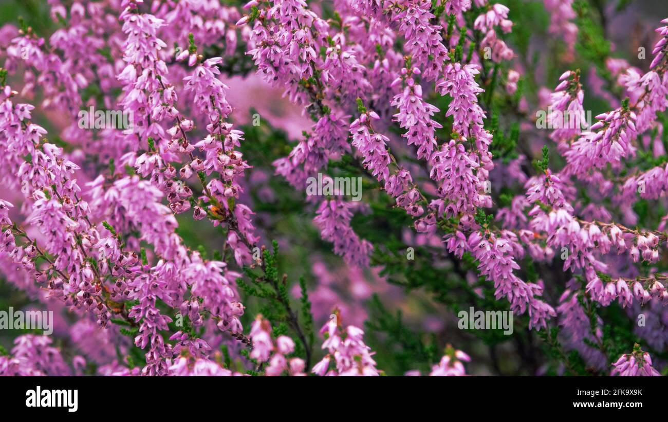 Pink Beauty of mass flowering Heather, Erica (Calluna vulgaris Stock ...