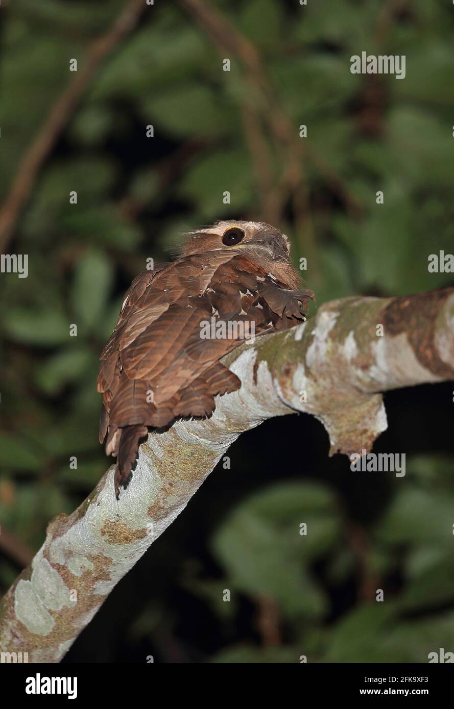 Large Frogmouth (Batrachostomus auritus) adult perched on branch Way ...